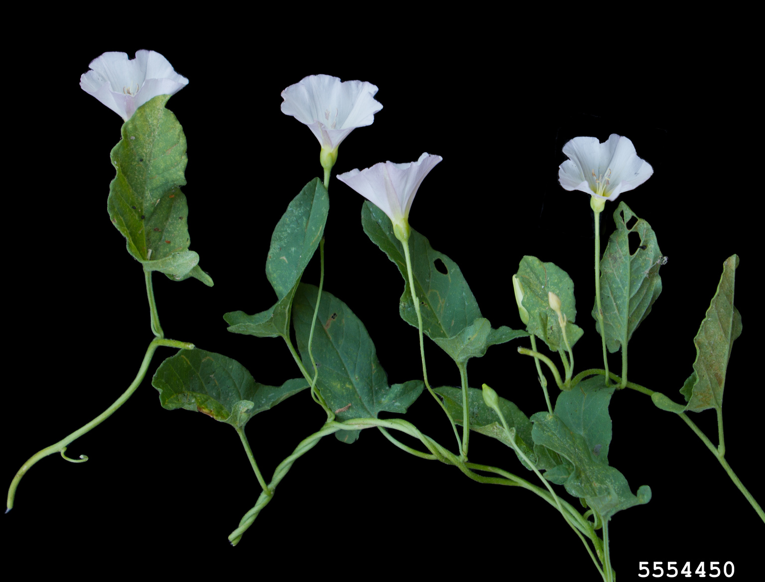 hedge bindweed (Calystegia sepium (L.) R. Br)