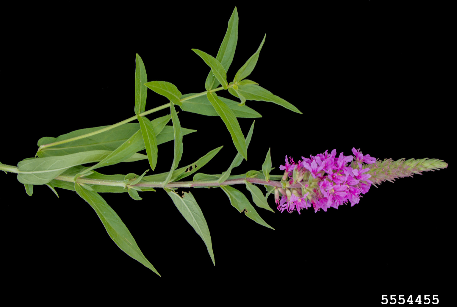 purple loosestrife (Lythrum salicaria)