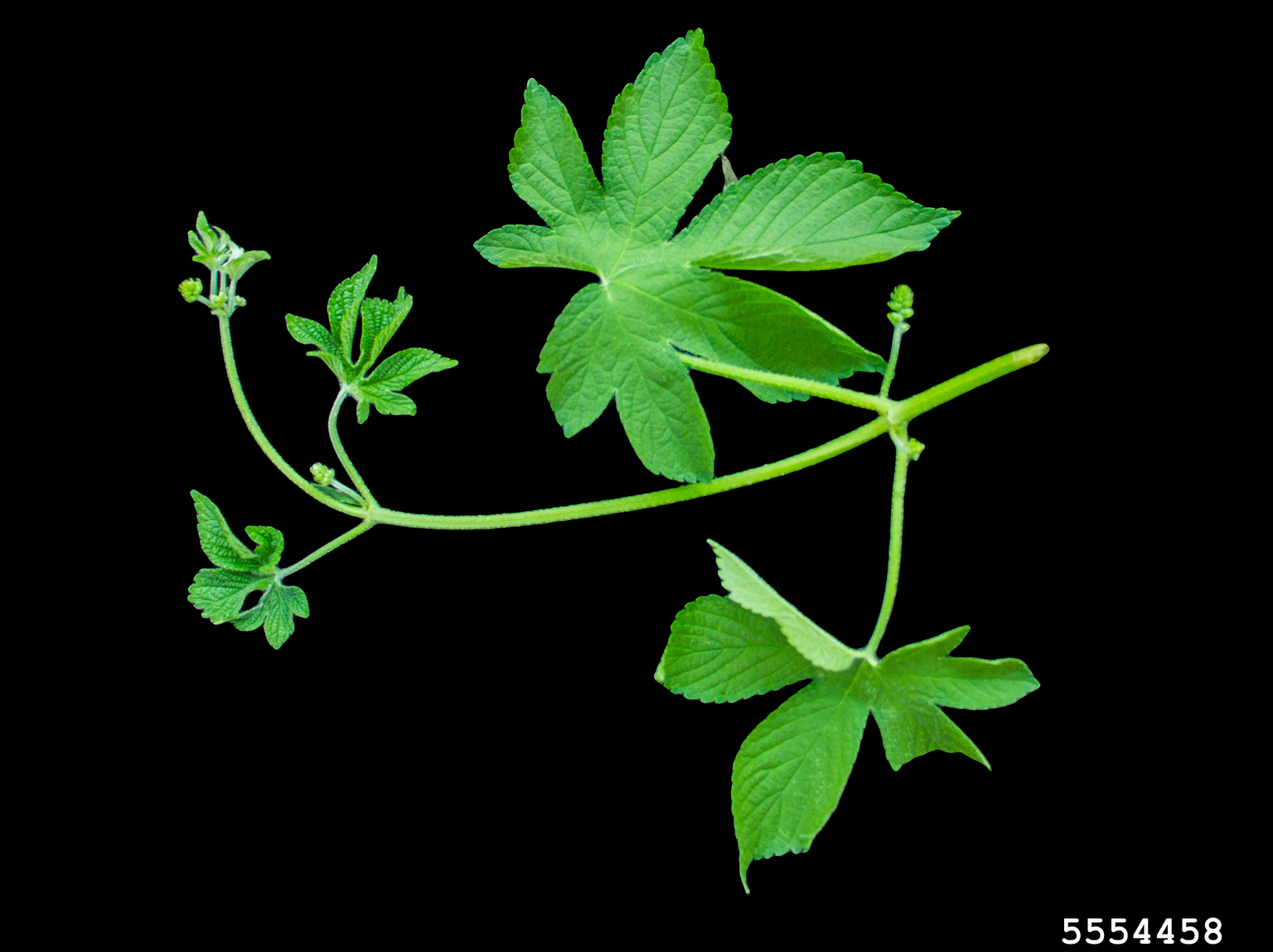 hooked hair hops (Humulus japonicus Siebold & Zucc.)