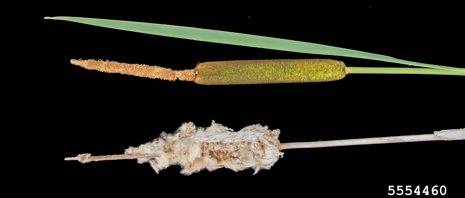 cattail (Genus Typha L.)
