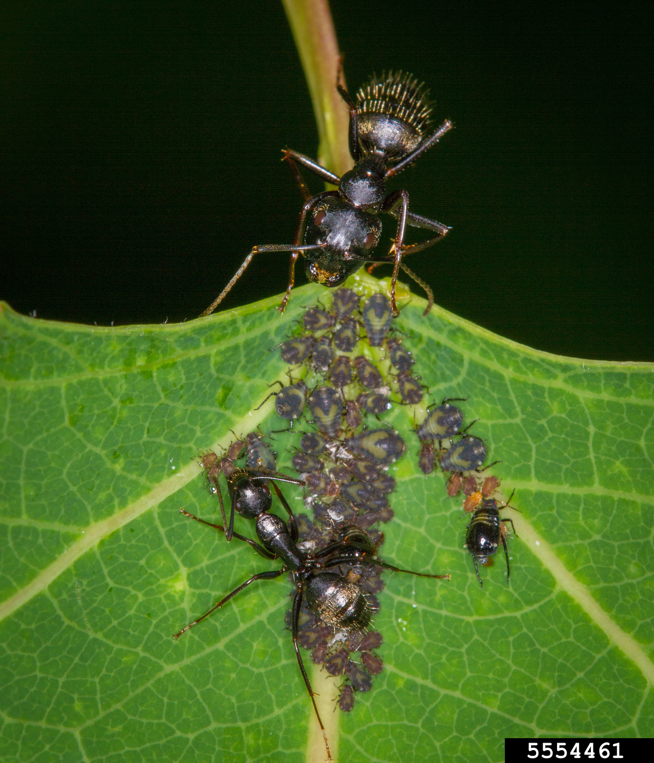 ants (Genus Formica Linnaeus, 1758)