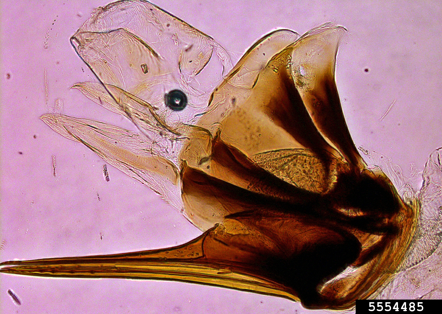 Black dwarf honey bee (Apis andreniformis Smith)