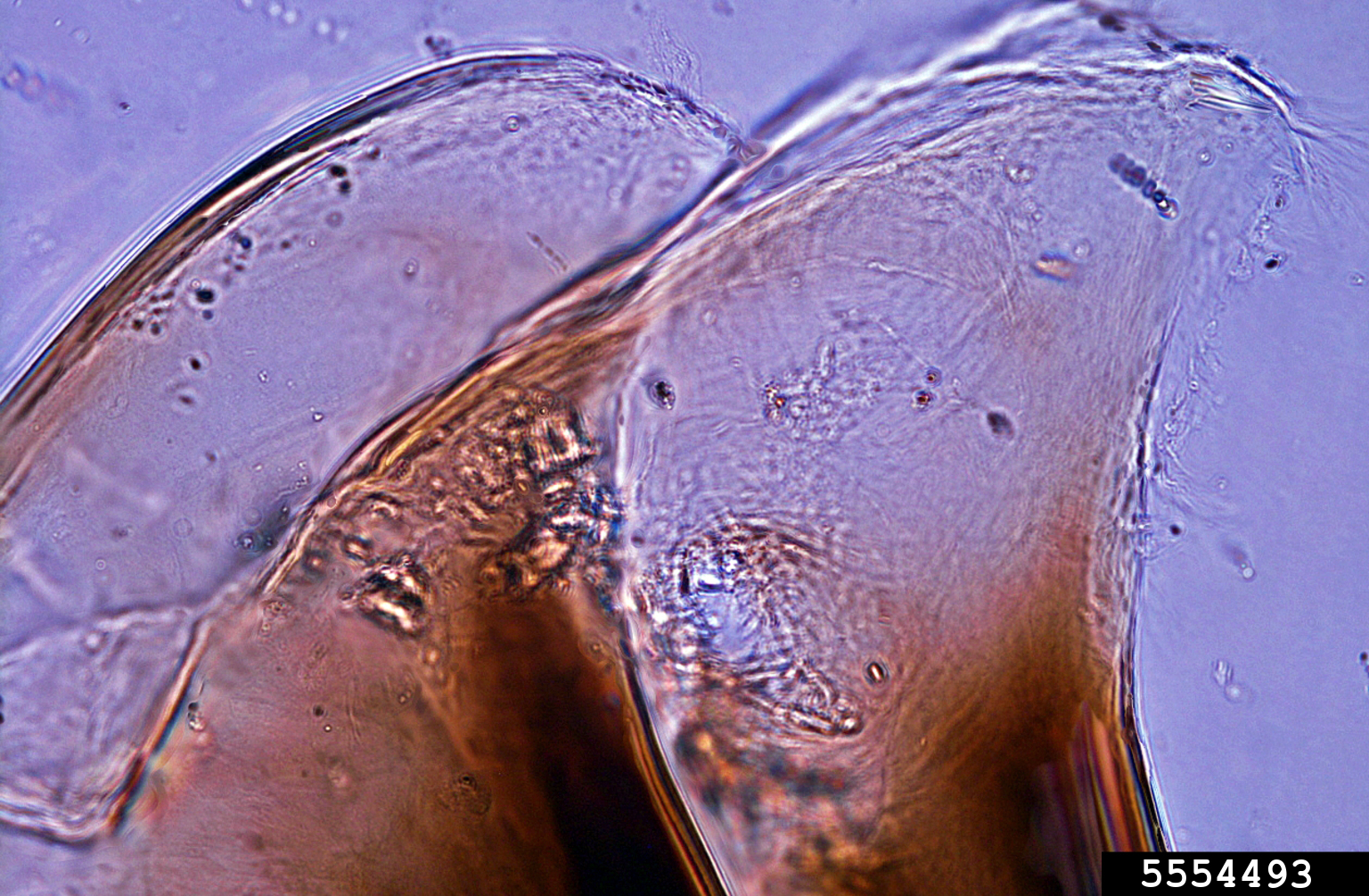 Black dwarf honey bee (Apis andreniformis Smith)