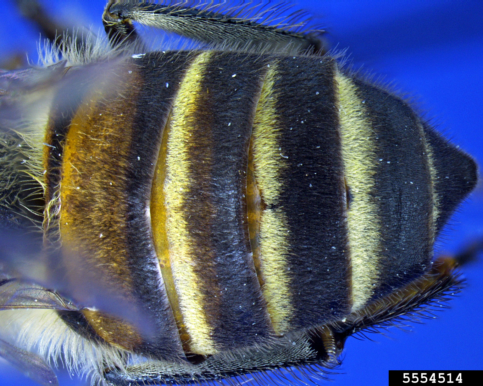 Asiatic honey bee (Apis cerana Fabricius, 1793)