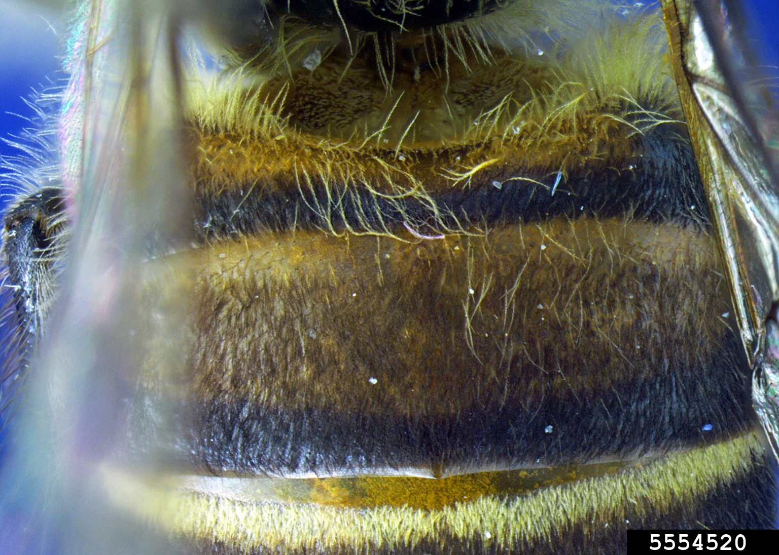 Asiatic honey bee (Apis cerana Fabricius, 1793)