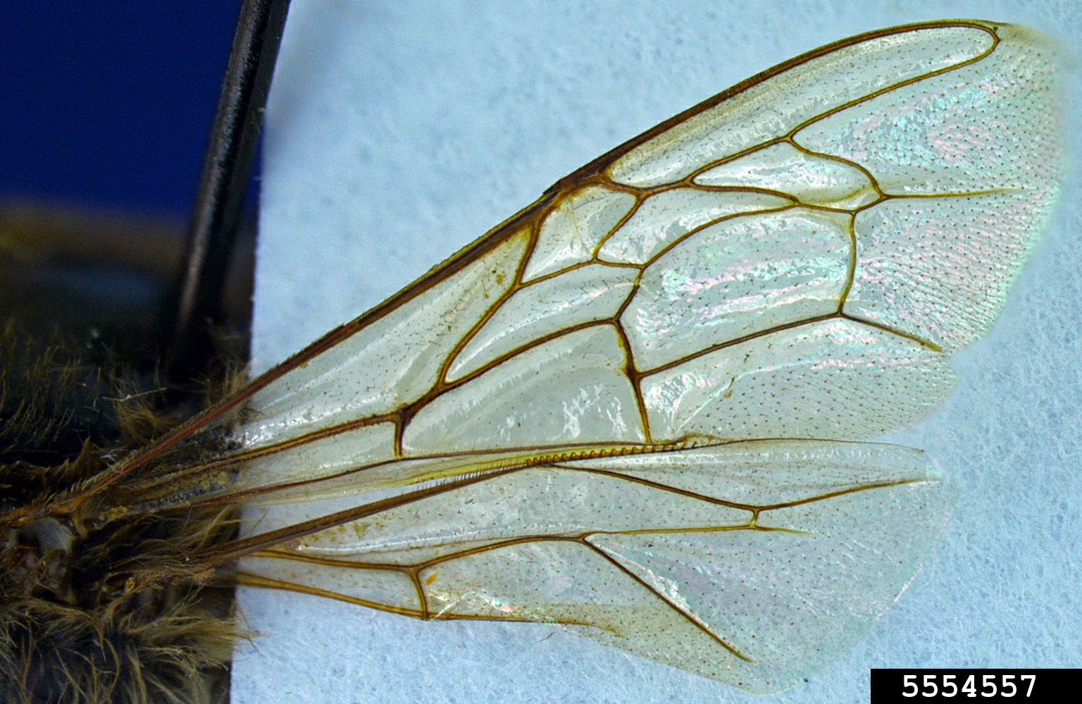 Asiatic honey bee (Apis cerana)