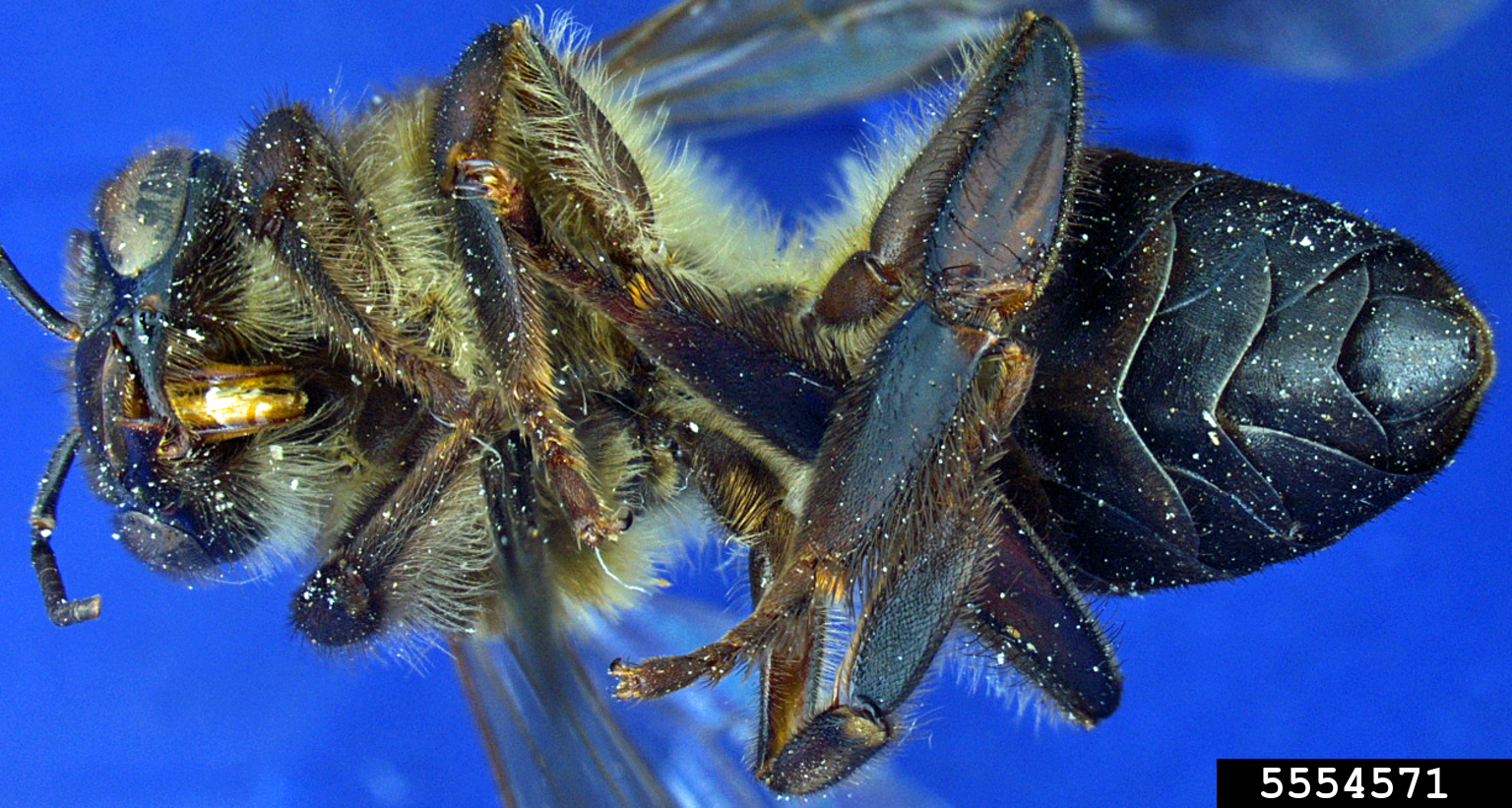 giant honeybee (Apis dorsata)