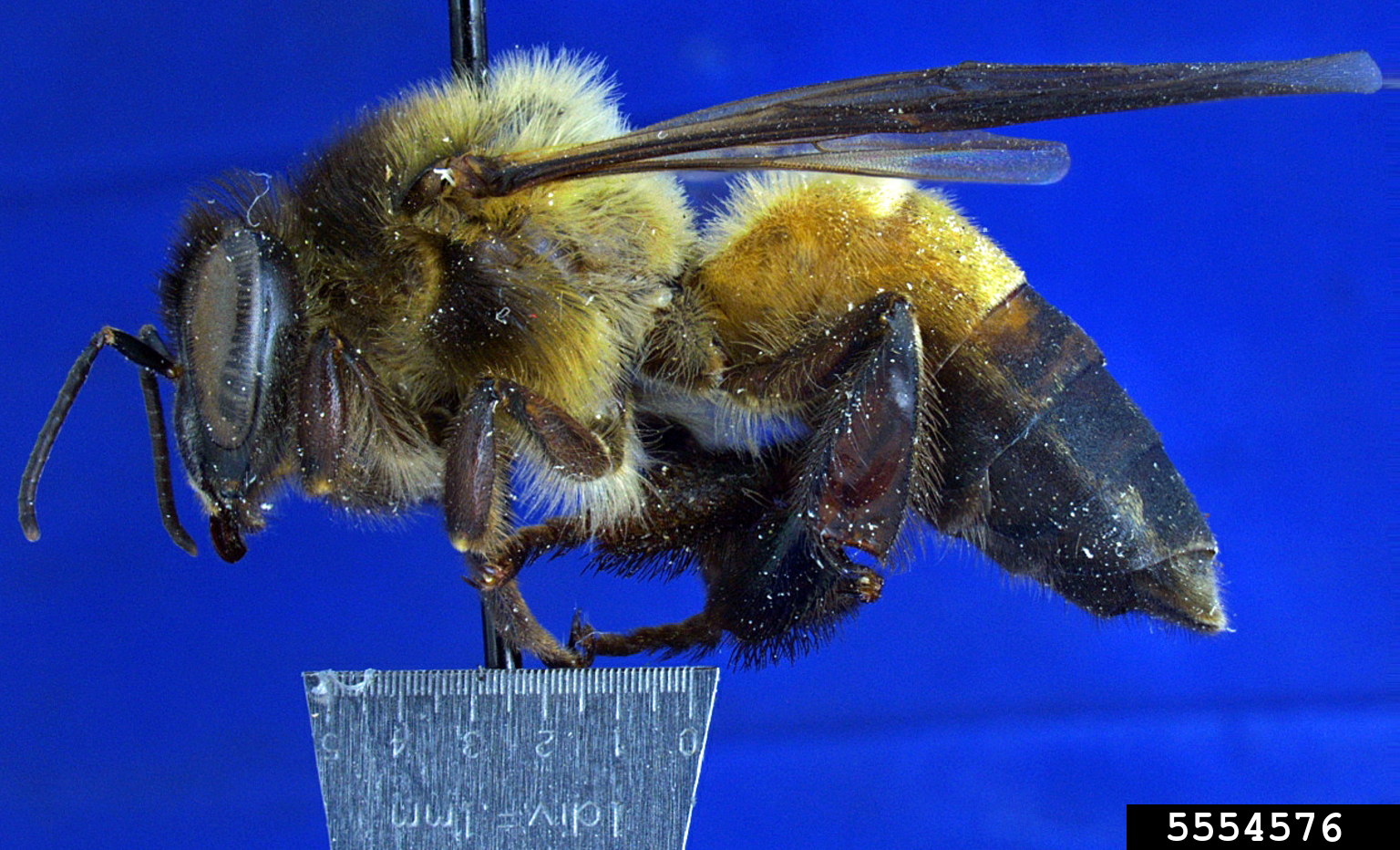 giant honeybee (Apis dorsata)