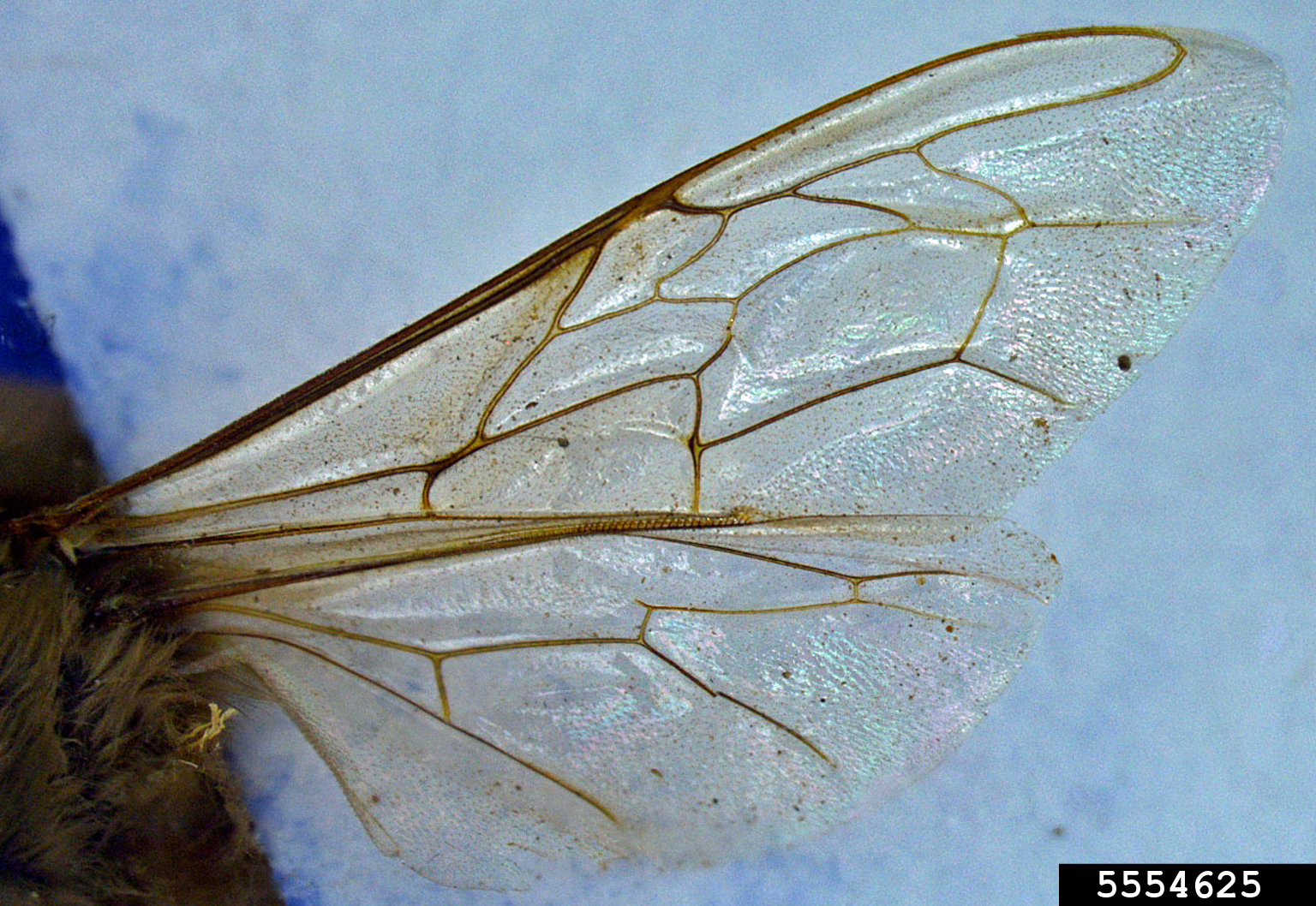 giant honeybee (Apis dorsata Fabricius, 1793)