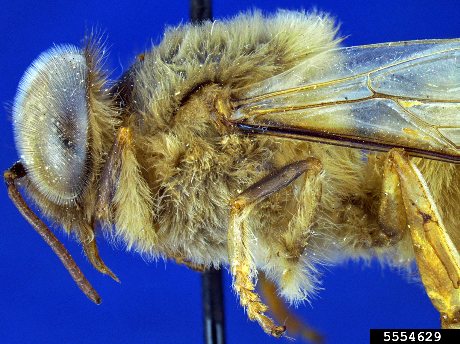 giant honeybee (Apis dorsata)