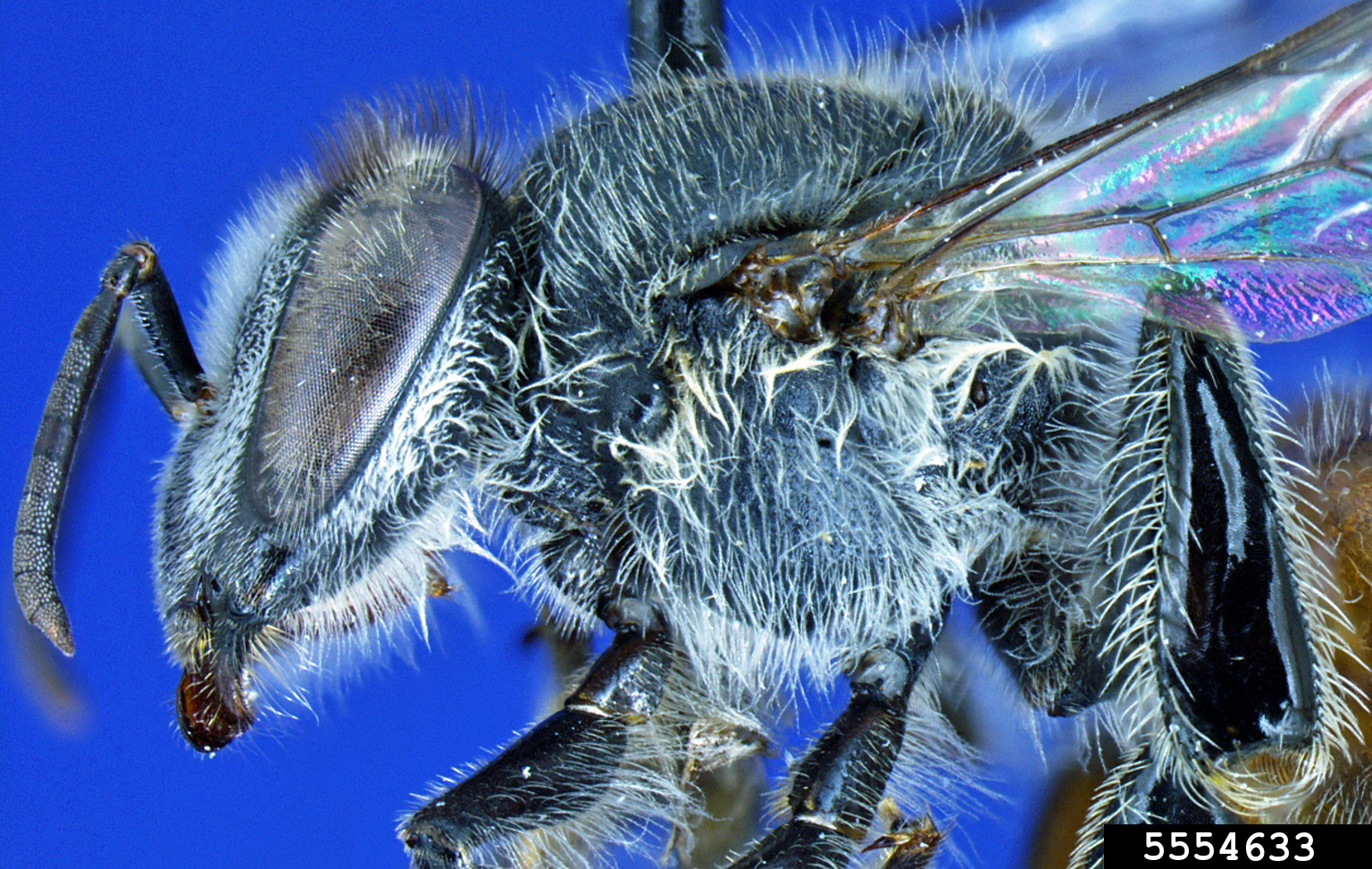 dwarf honey bee (Apis florea)