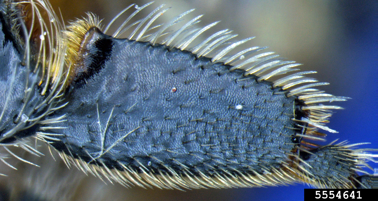 dwarf honey bee (Apis florea Fabricius)