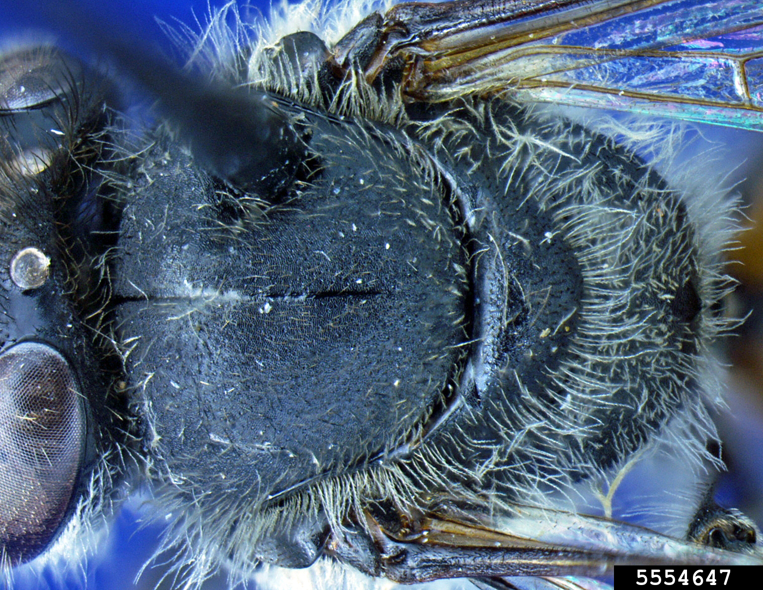 dwarf honey bee (Apis florea Fabricius)