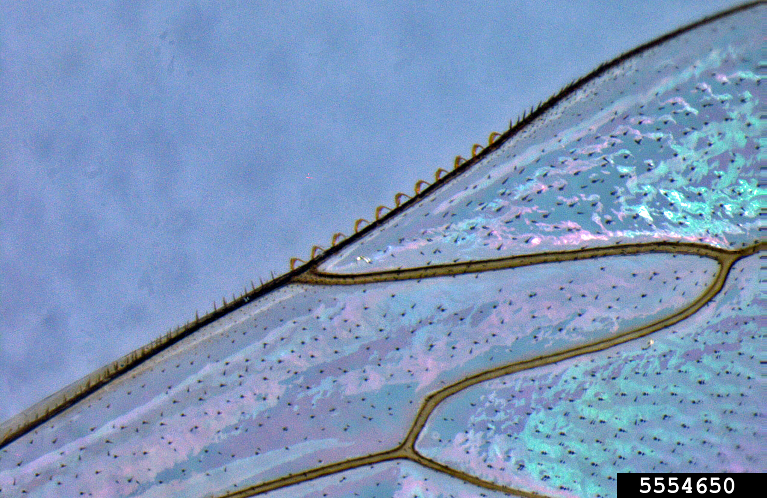 dwarf honey bee (Apis florea Fabricius)