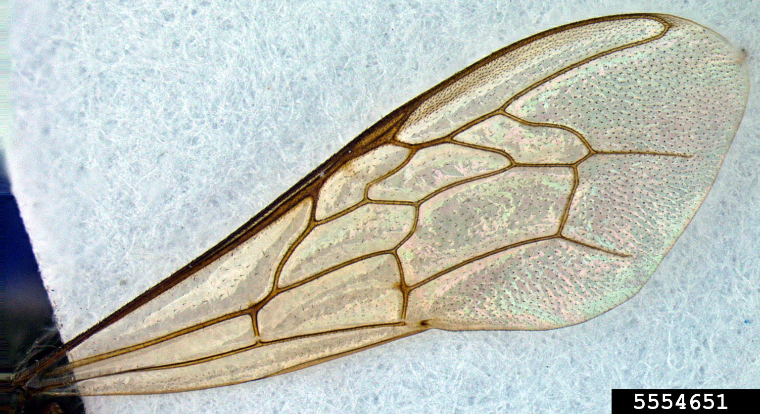 dwarf honey bee (Apis florea)