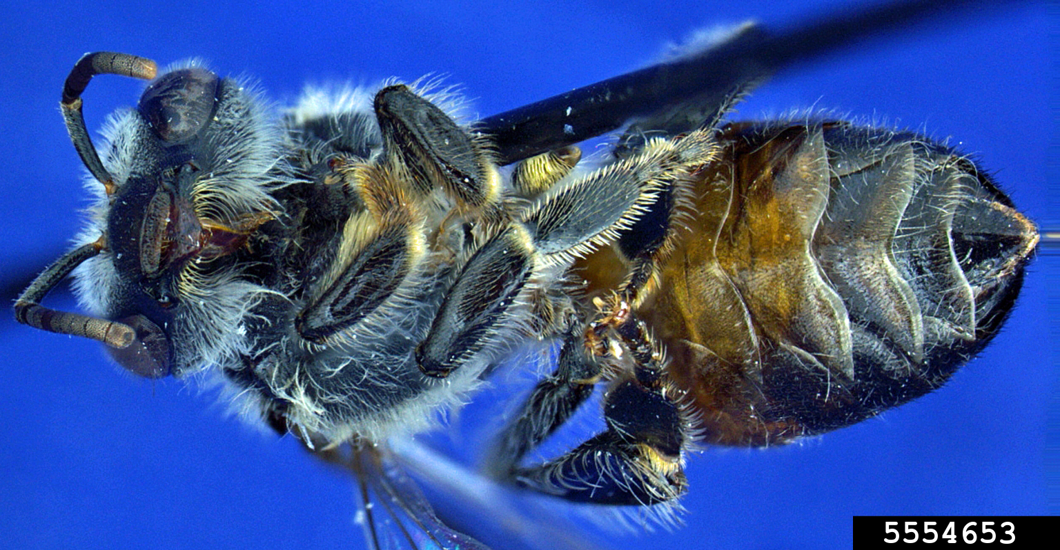 dwarf honey bee (Apis florea Fabricius)