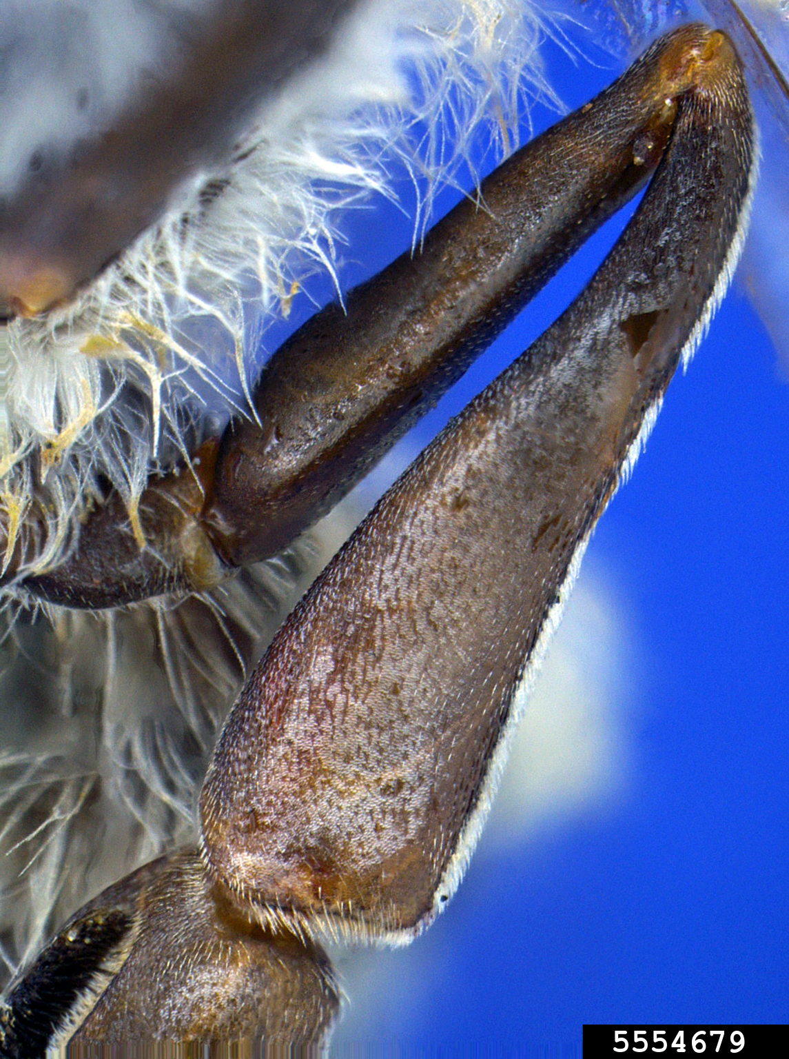 dwarf honey bee (Apis florea)