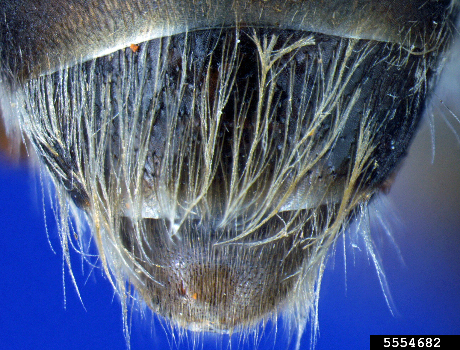 dwarf honey bee (Apis florea Fabricius)