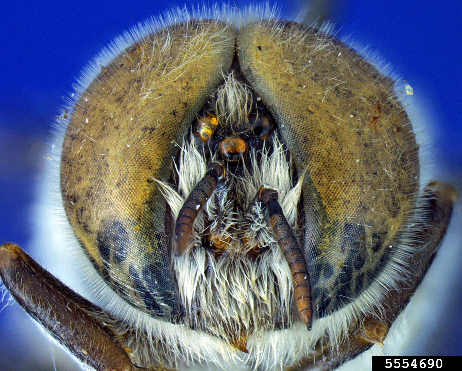 dwarf honey bee (Apis florea Fabricius)
