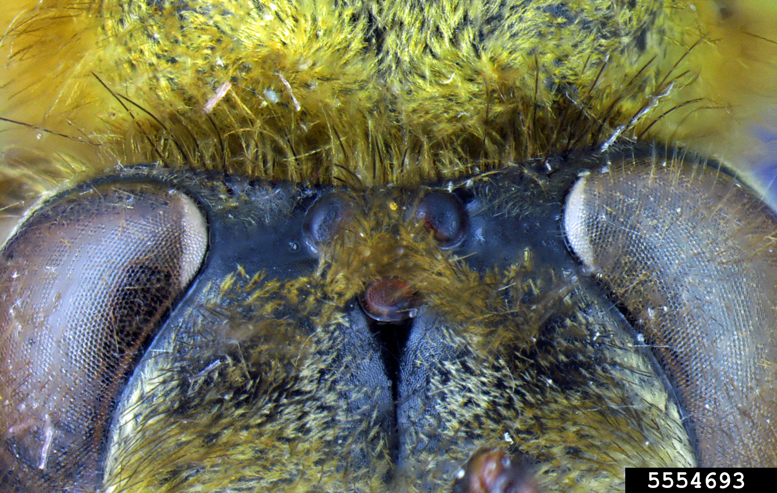 Red hive bee (Apis koschevnikovi)