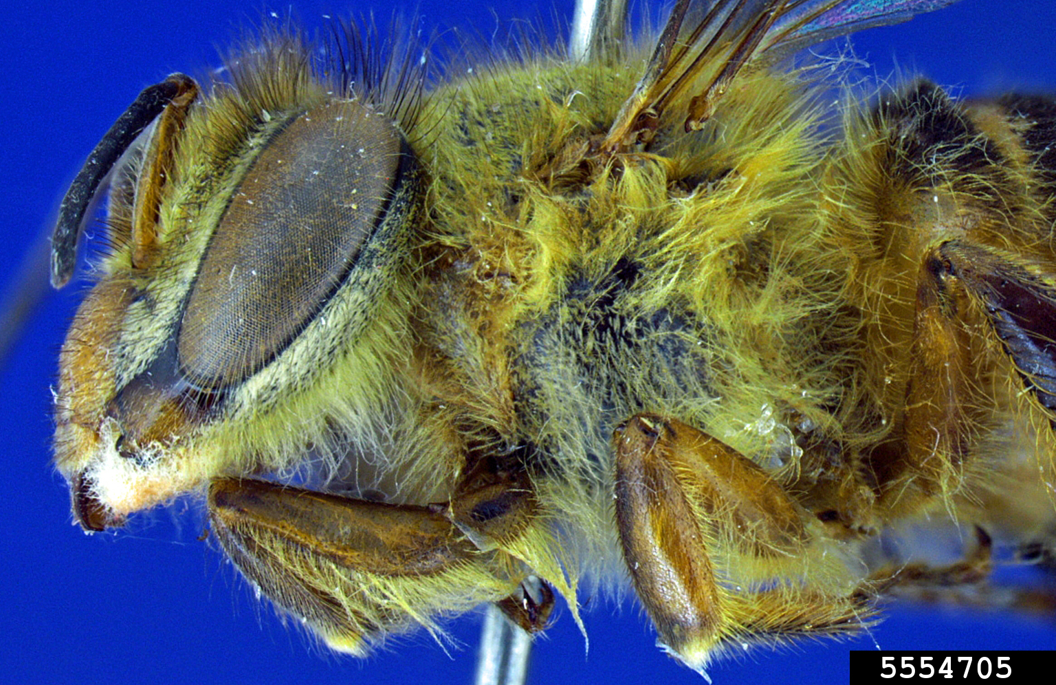 Red hive bee (Apis koschevnikovi)