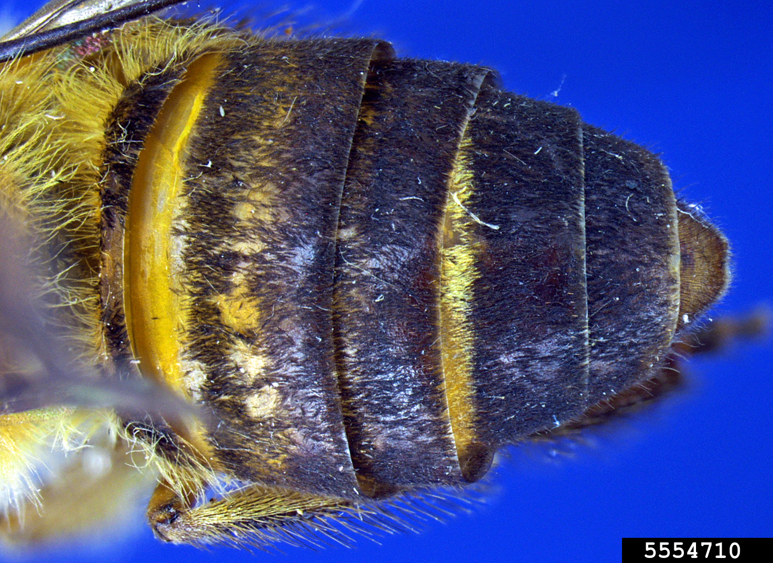 Red hive bee, Apis koschevnikovi (Hymenoptera: Apidae) - 5554710