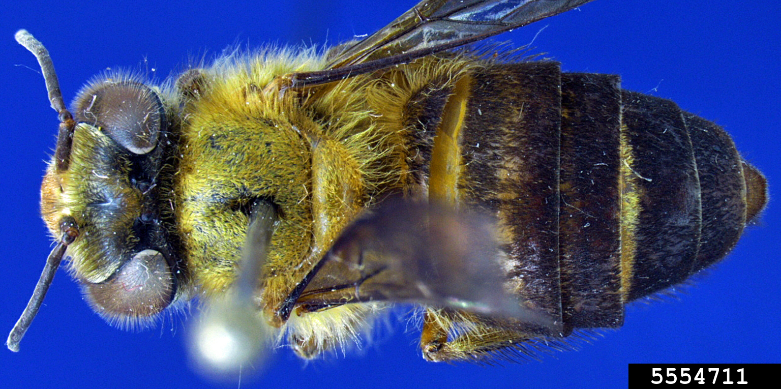 Red hive bee (Apis koschevnikovi Enderlein, 1906)