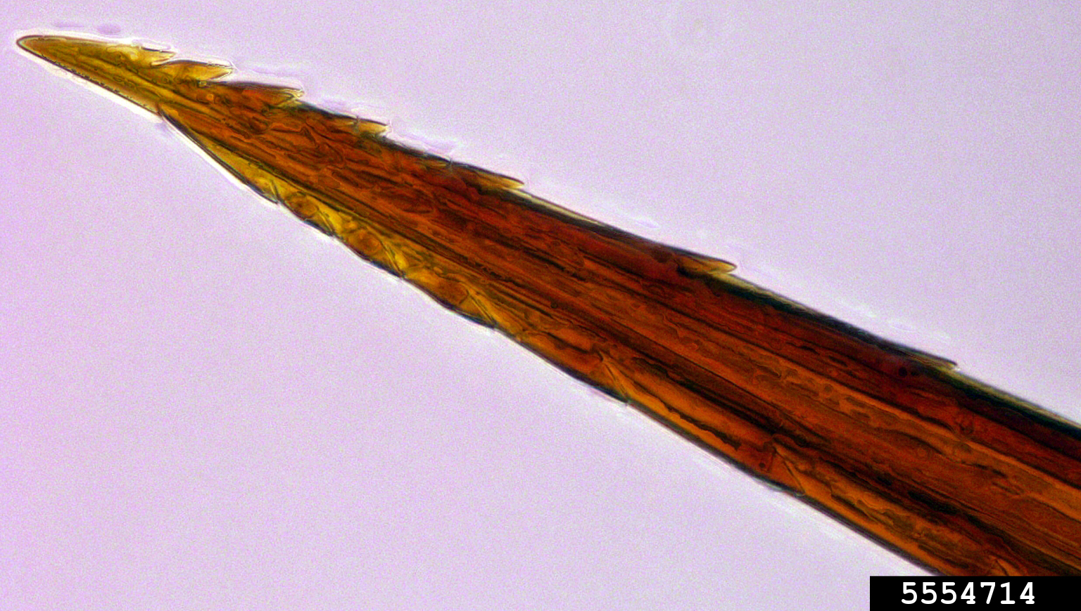 Red hive bee (Apis koschevnikovi)