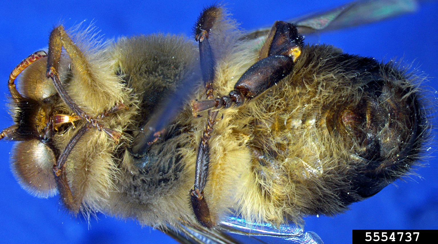 Red hive bee (Apis koschevnikovi Enderlein, 1906)