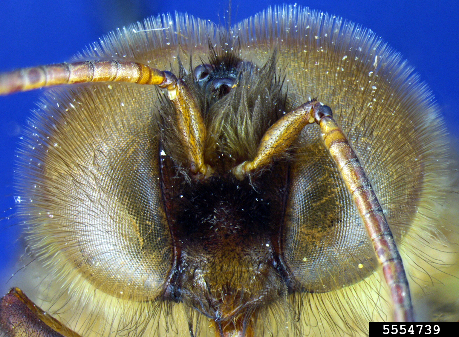 Red hive bee (Apis koschevnikovi)
