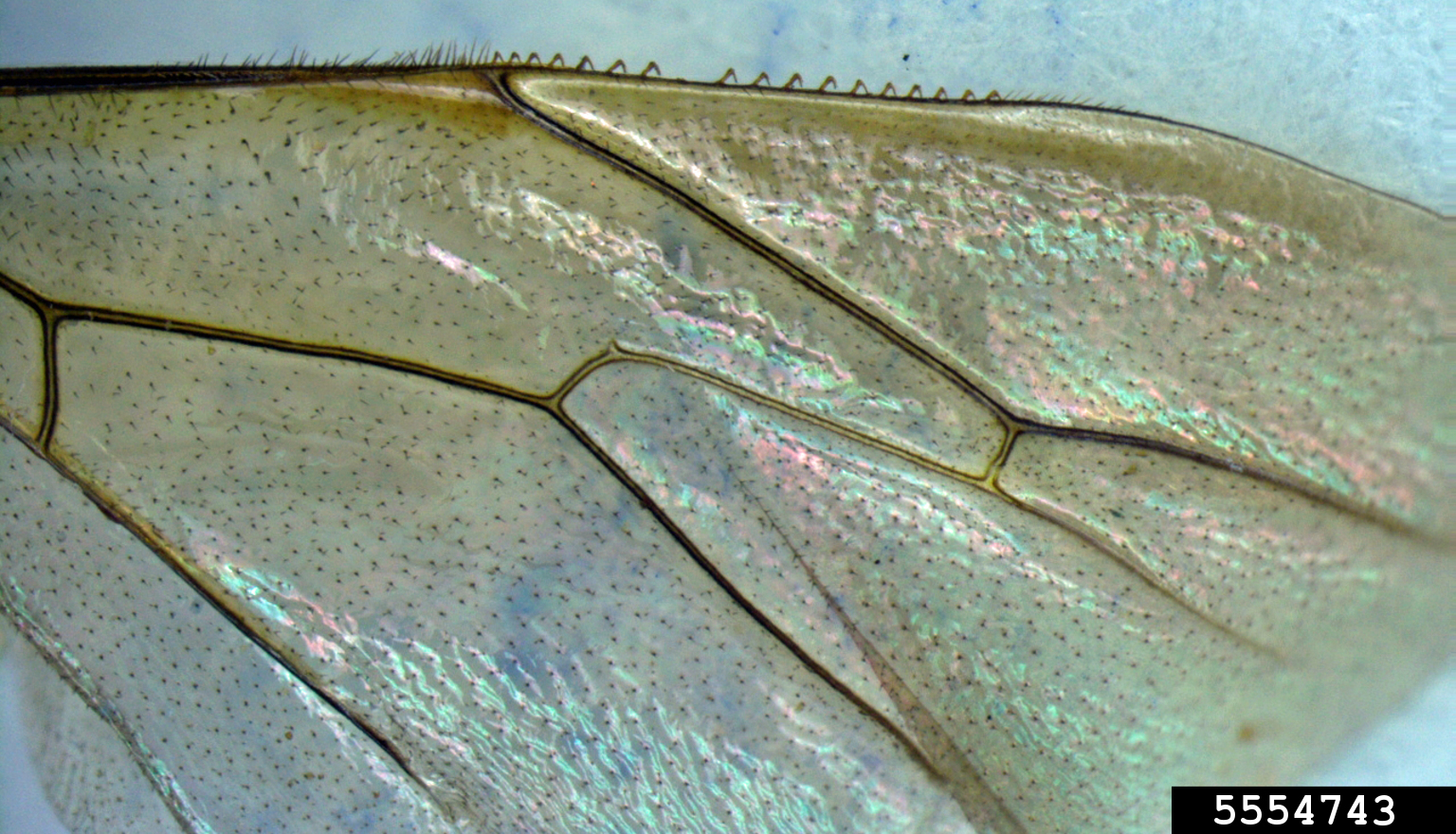 Red hive bee (Apis koschevnikovi)