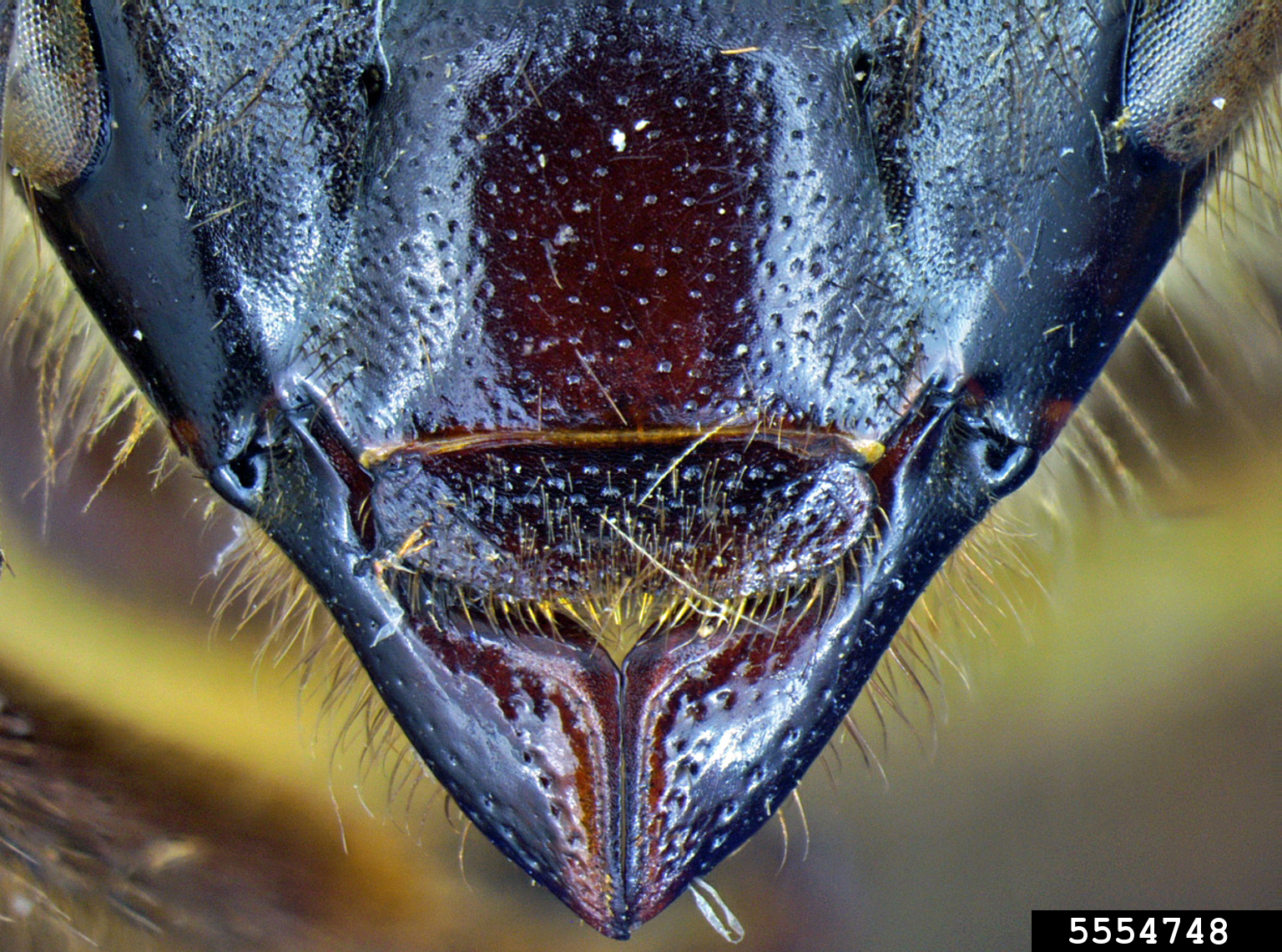 Himalayan honey bee (Apis laboriosa Smith, 1871)