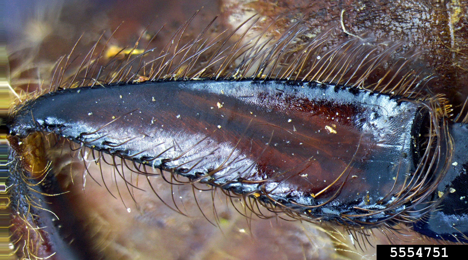 Himalayan honey bee (Apis laboriosa)