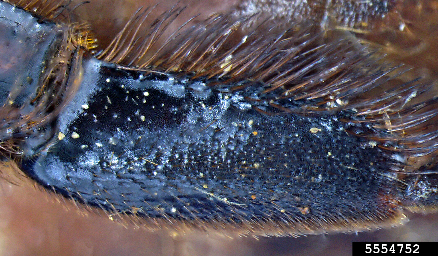 Himalayan honey bee (Apis laboriosa)