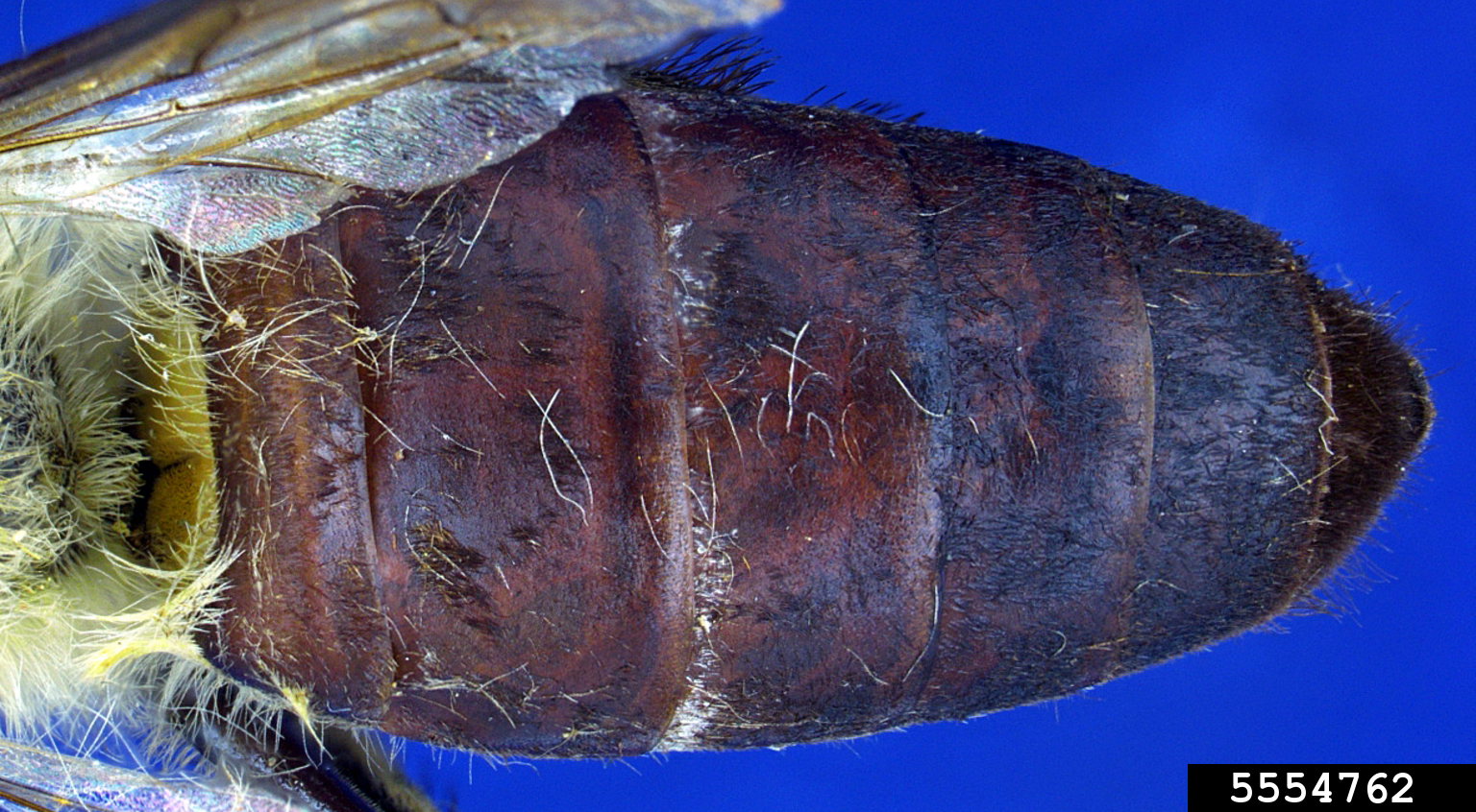 Himalayan honey bee (Apis laboriosa)