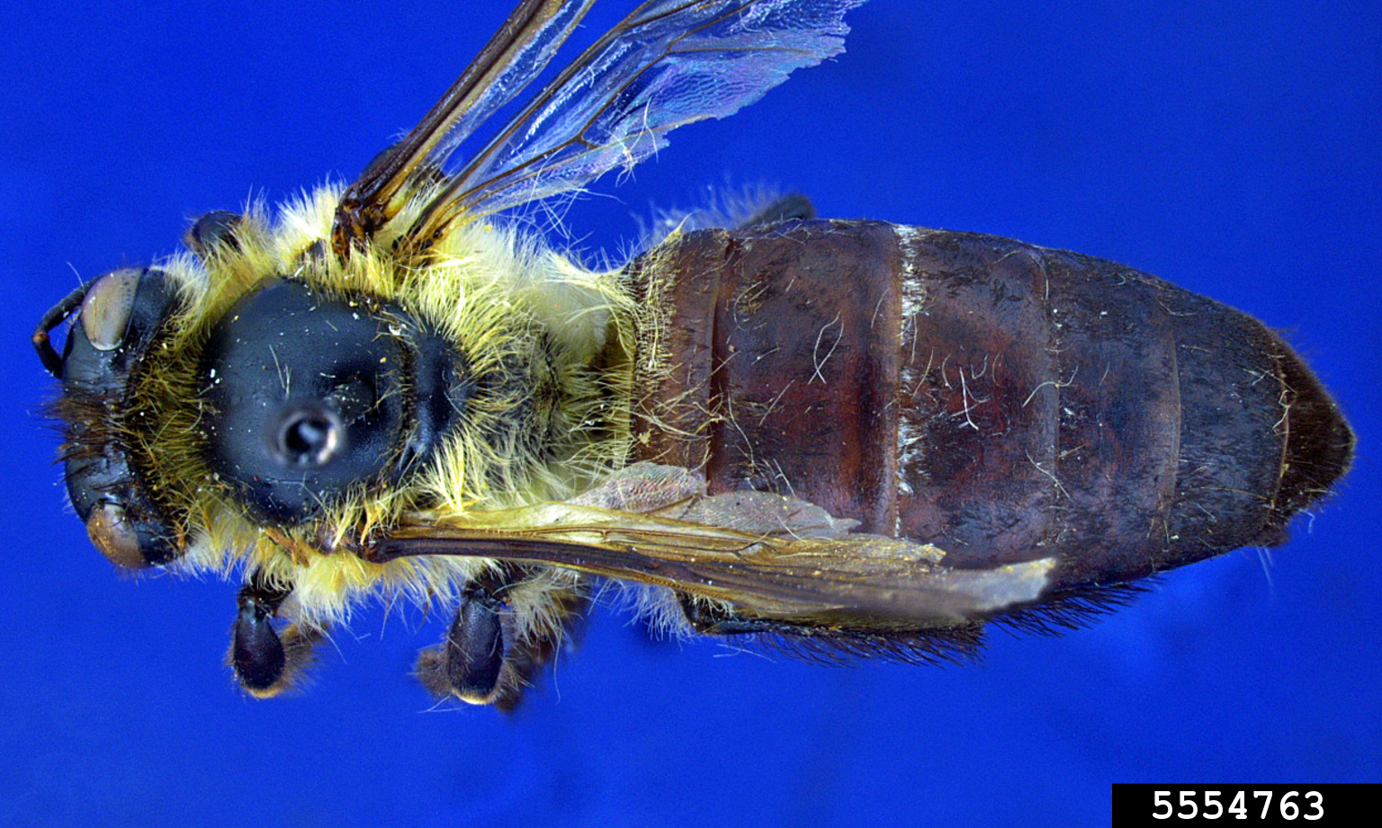 Himalayan honey bee (Apis laboriosa)