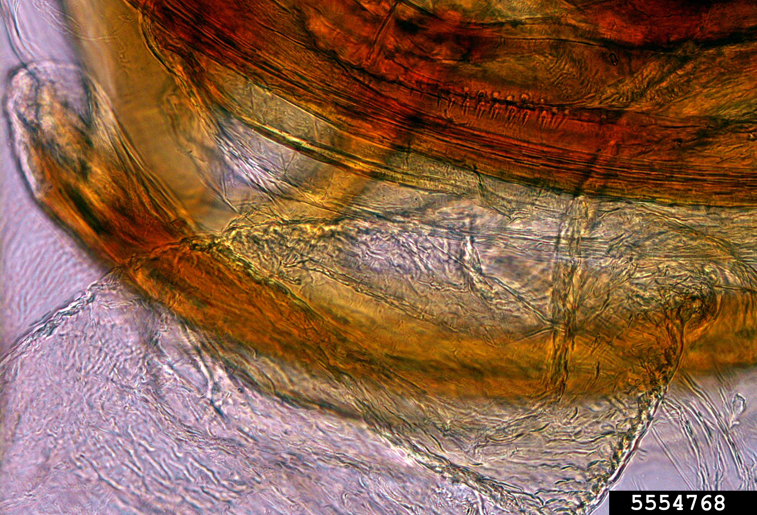 Himalayan honey bee (Apis laboriosa Smith, 1871)