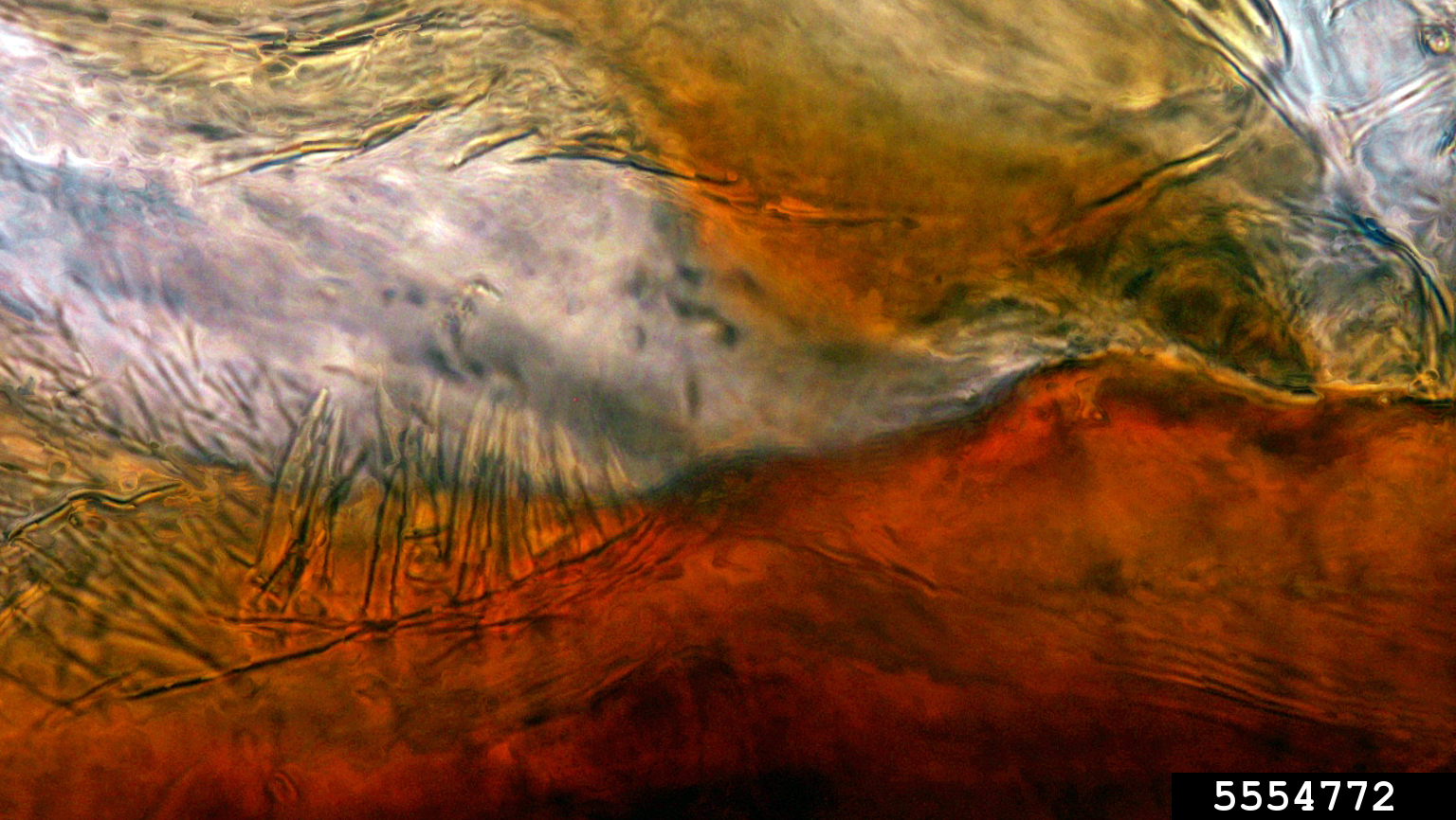 Himalayan honey bee (Apis laboriosa Smith, 1871)