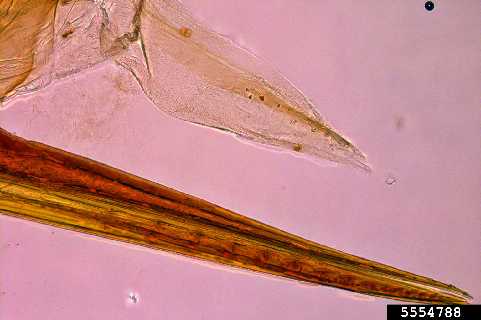 Himalayan honey bee (Apis laboriosa)