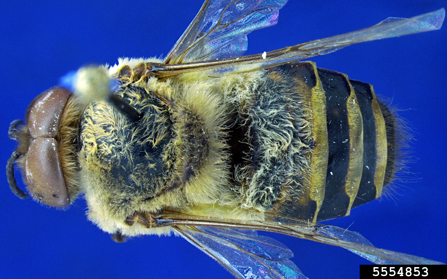 honey bee (Apis mellifera Linnaeus)