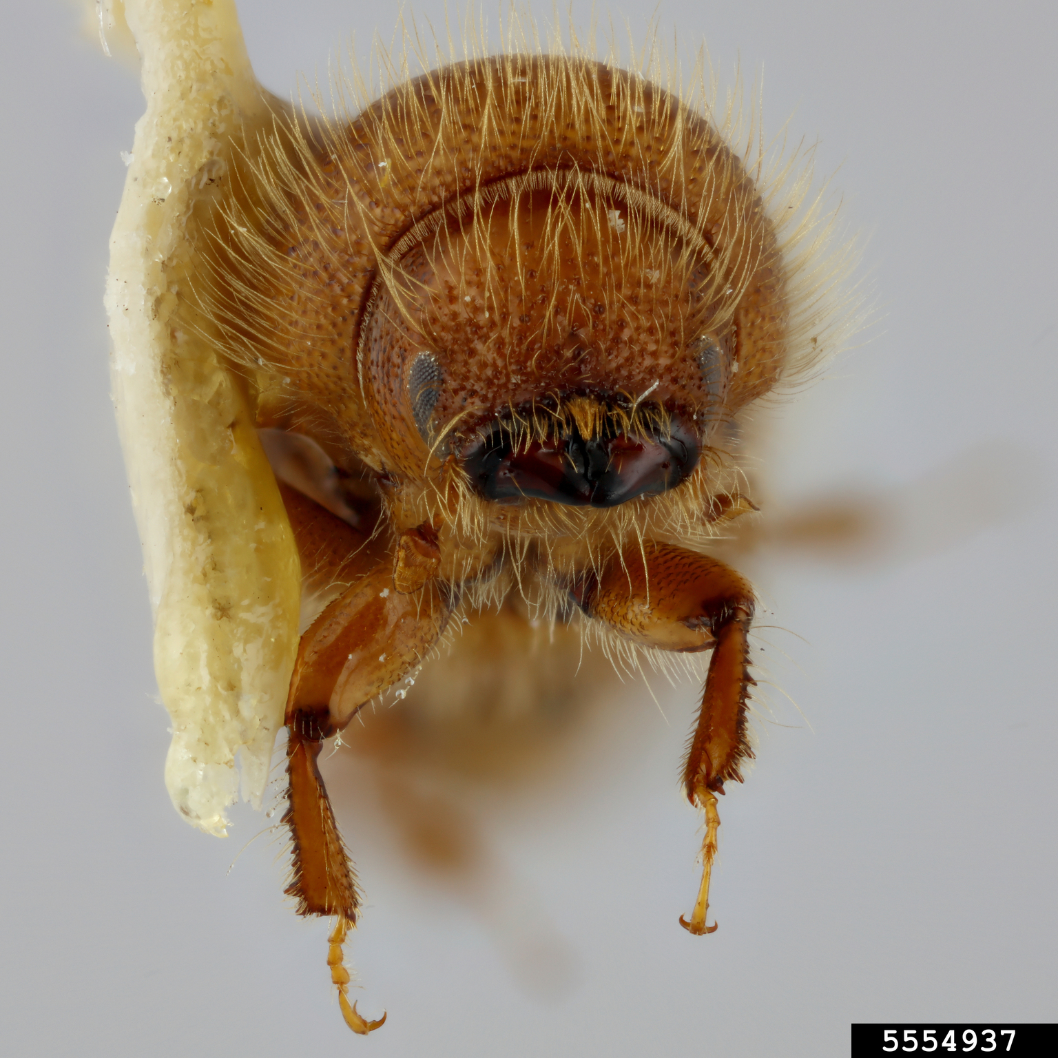 European spruce bark beetle (Ips typographus (Linnaeus, 1758))