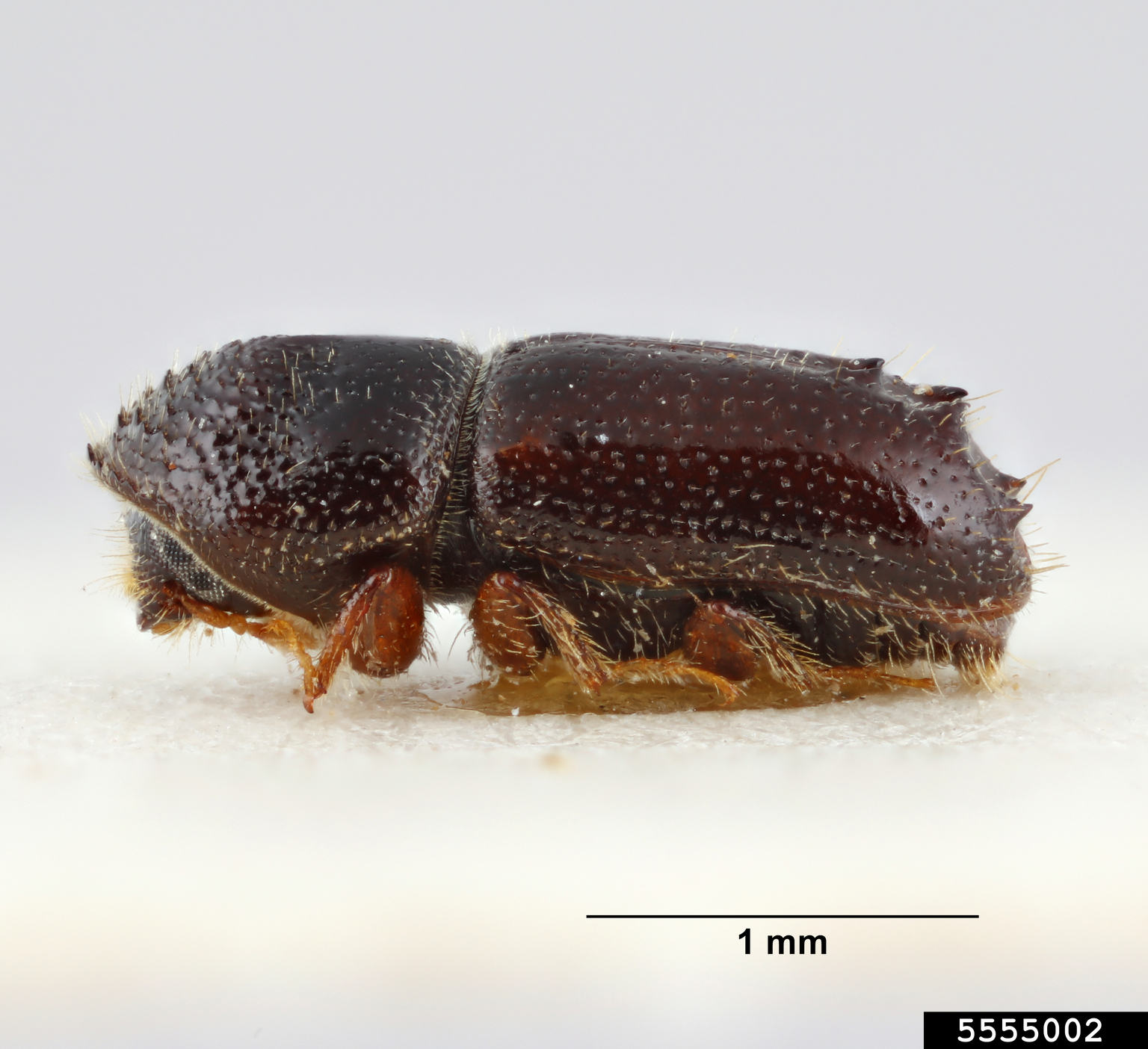 bark beetle (Pityogenes trepanatus (Nördlinger, 1848))