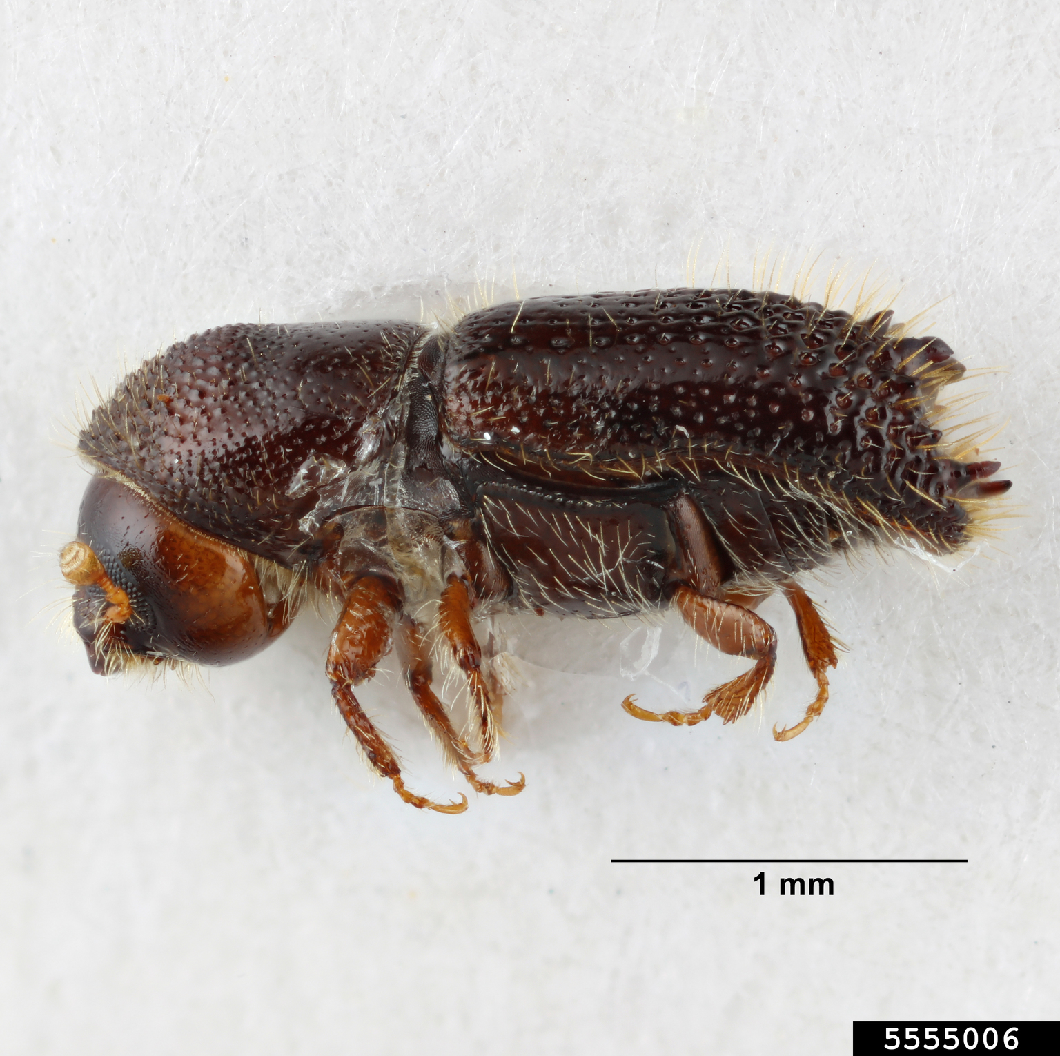 European fir engraver beetle (Pityokteines vorontzowi)