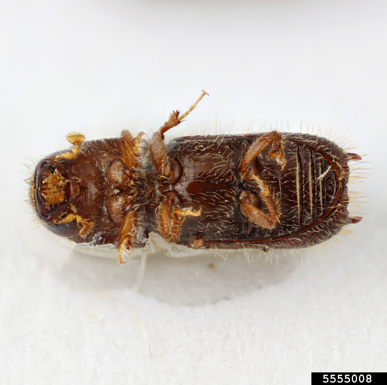 European fir engraver beetle (Pityokteines vorontzowi (Jacobson, 1895))