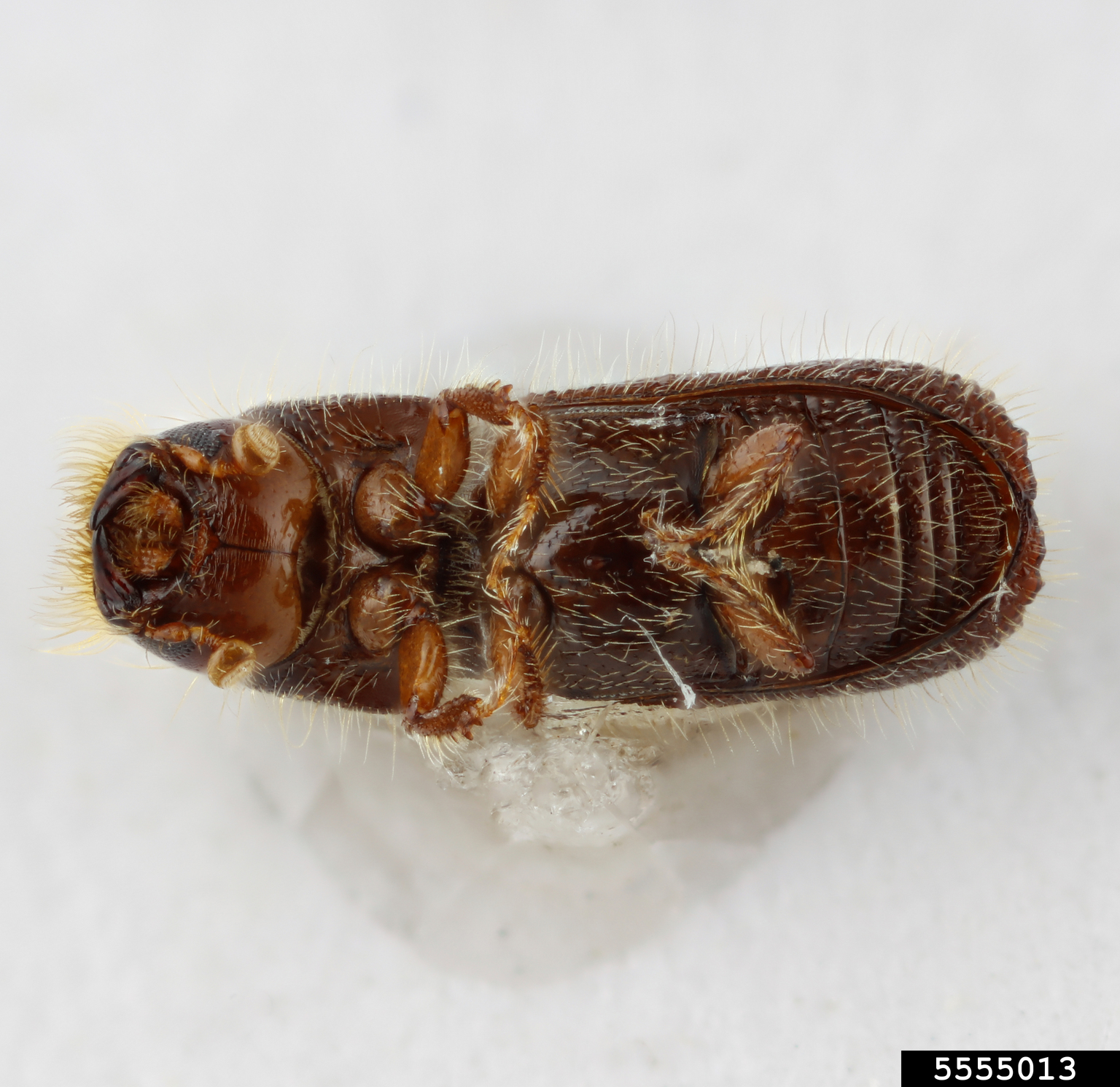 European fir engraver beetle (Pityokteines vorontzowi (Jacobson, 1895))