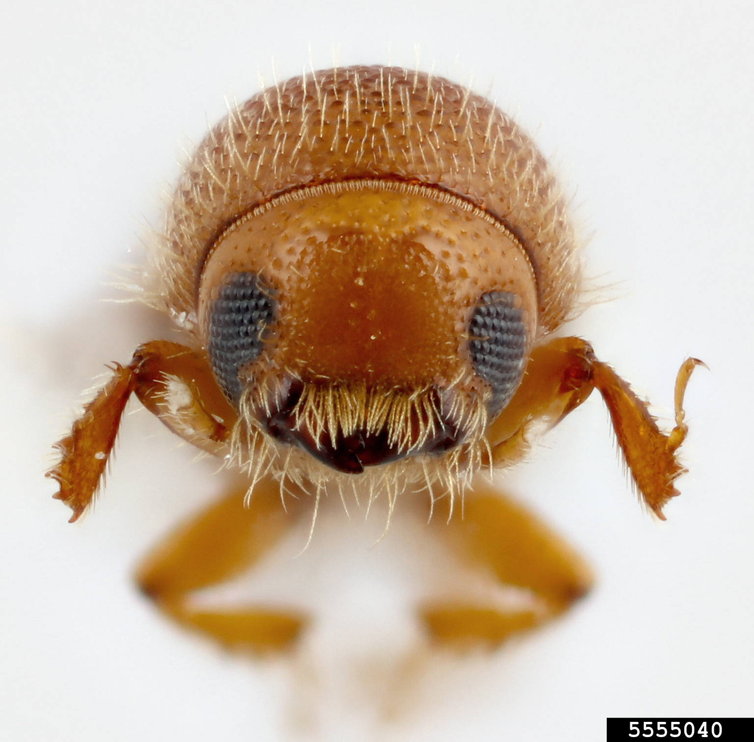 bark beetle (Cyrtogenius luteus (Blandford))
