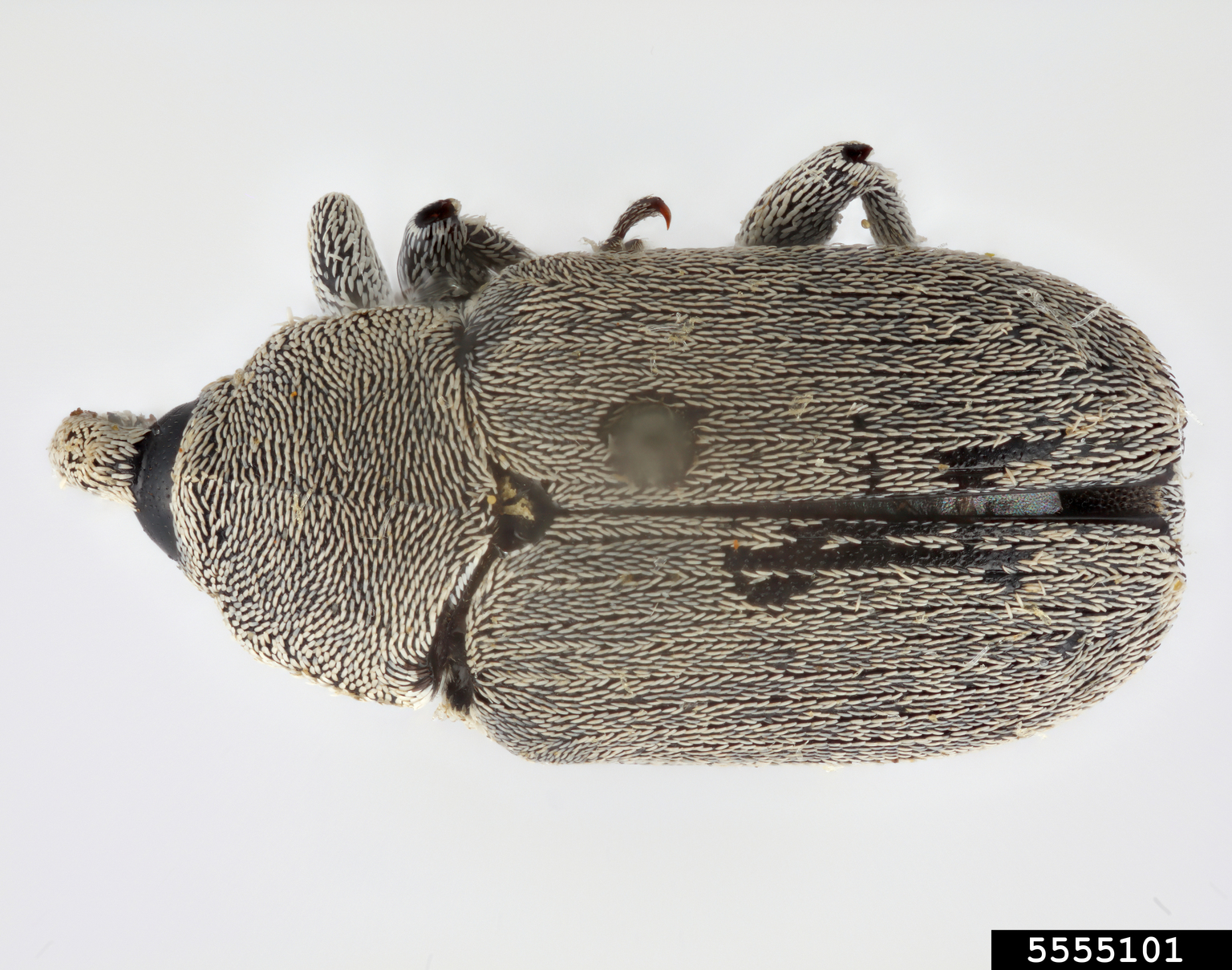 Jimson weed weevil (Trichobaris compacta)