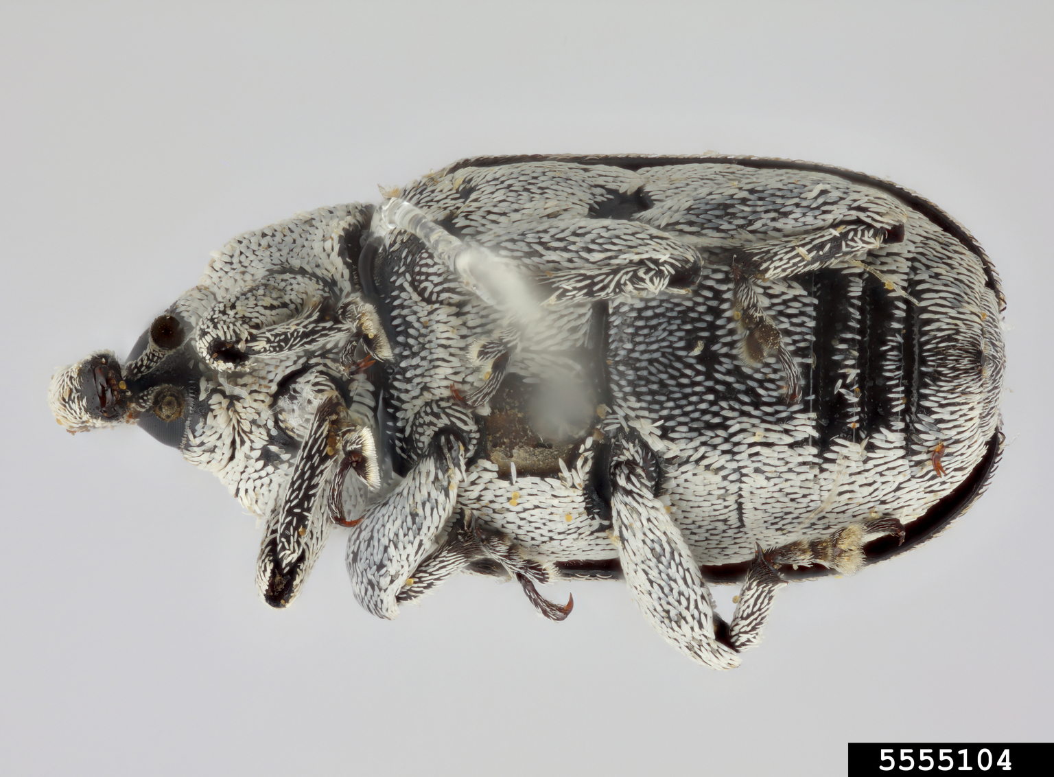 Jimson weed weevil (Trichobaris compacta Casey)