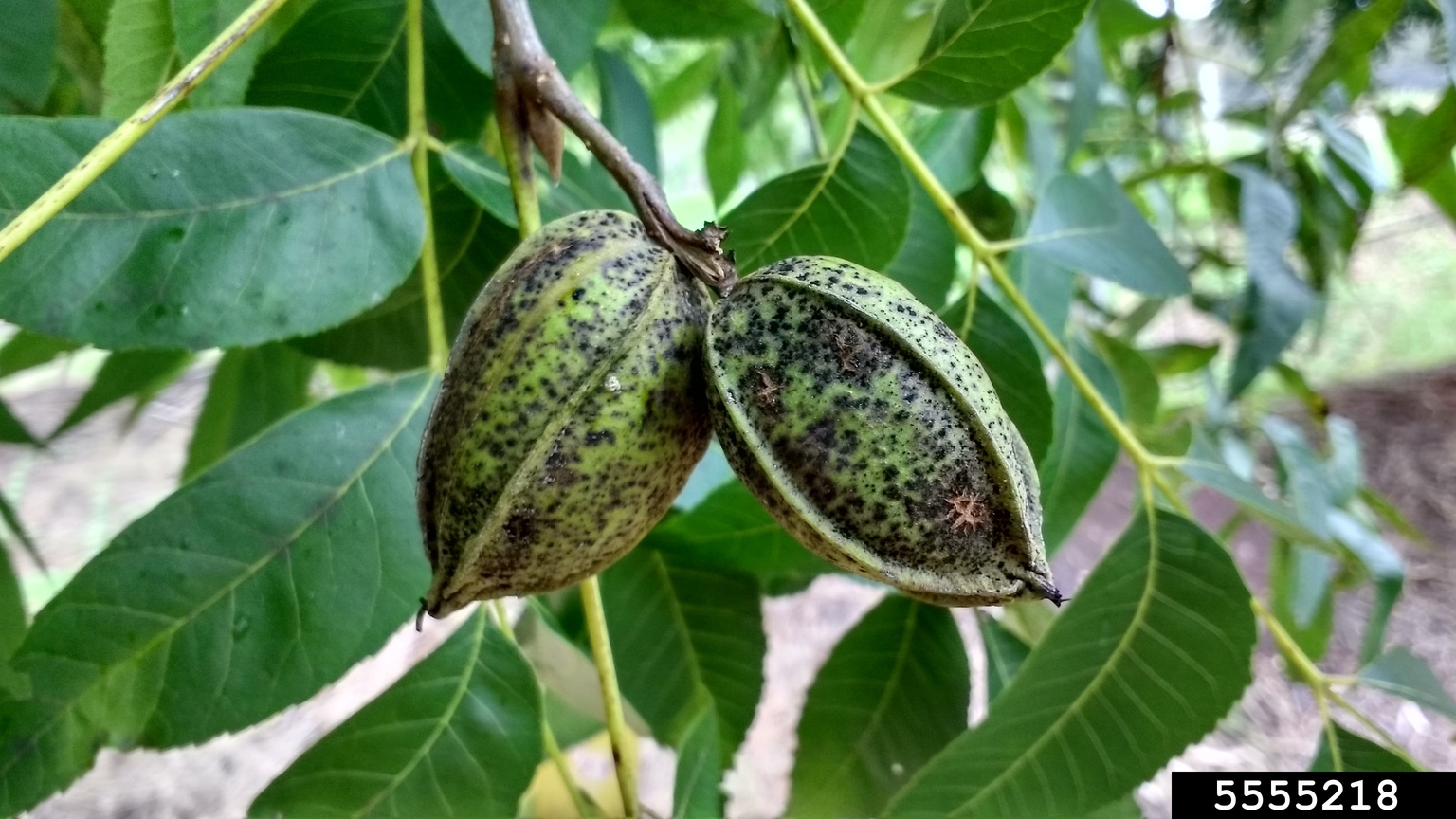 pecan scab (Fusicladium effusum)