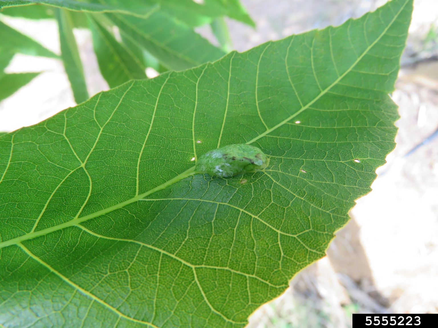 pecan leaf phylloxera (Phylloxera notabilis ) on pecan (Carya ...